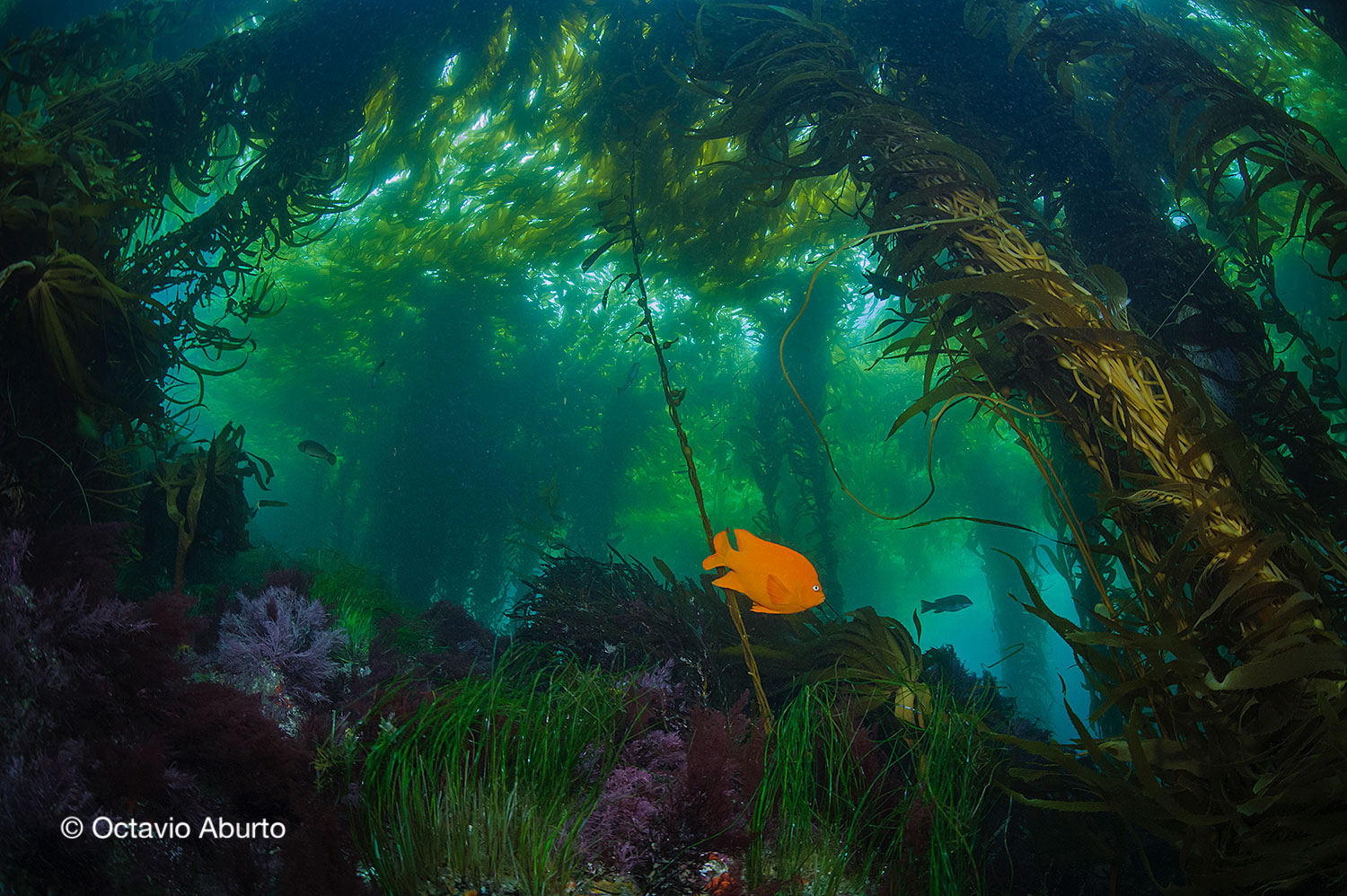 Get to Know Your Neighbors, Week #2: The Garibaldi Fish – WILDCOAST