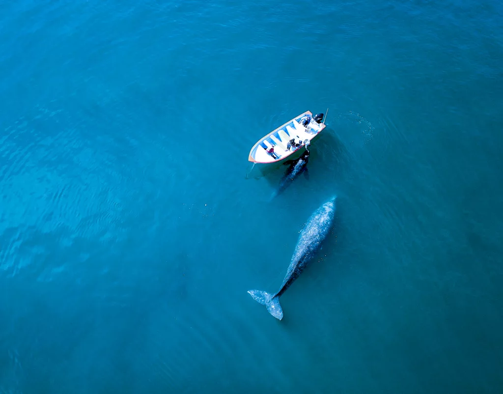 Baja Salvaje - WILDCOAST