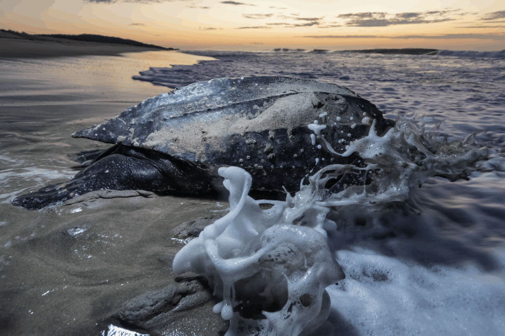 Meet the Leatherback: Giants of the Sea - WILDCOAST